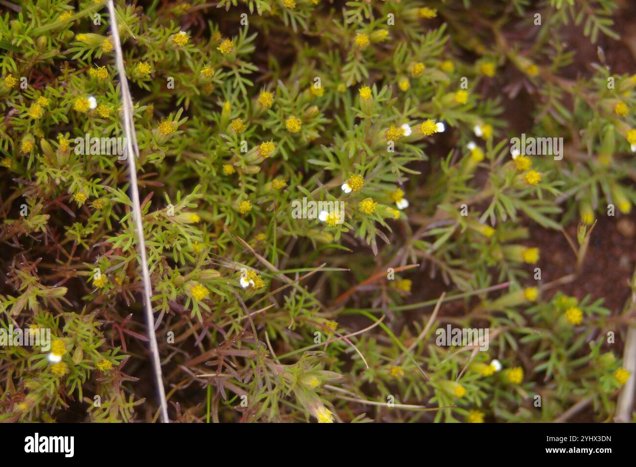 Tagetes filifolia hi-res stock photography and images - Alamy
