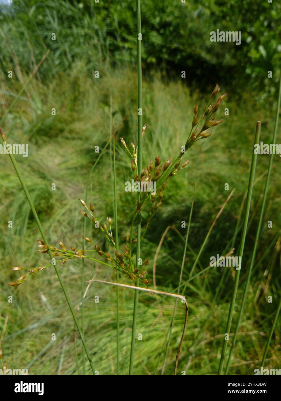 Hard Rush (Juncus inflexus Stock Photo - Alamy