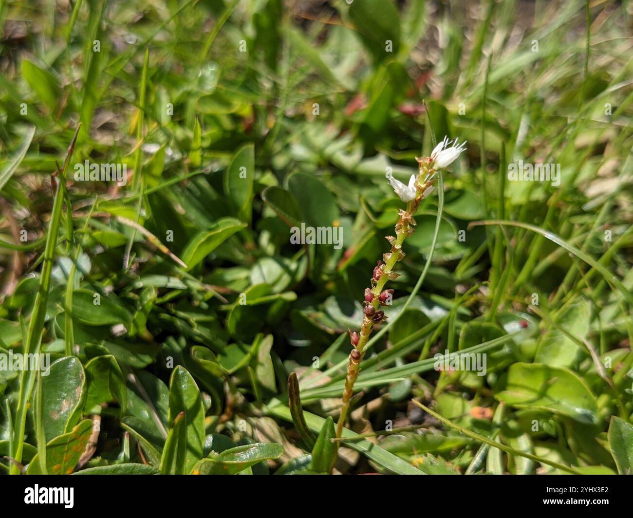 alpine bistort (Bistorta vivipara Stock Photo - Alamy