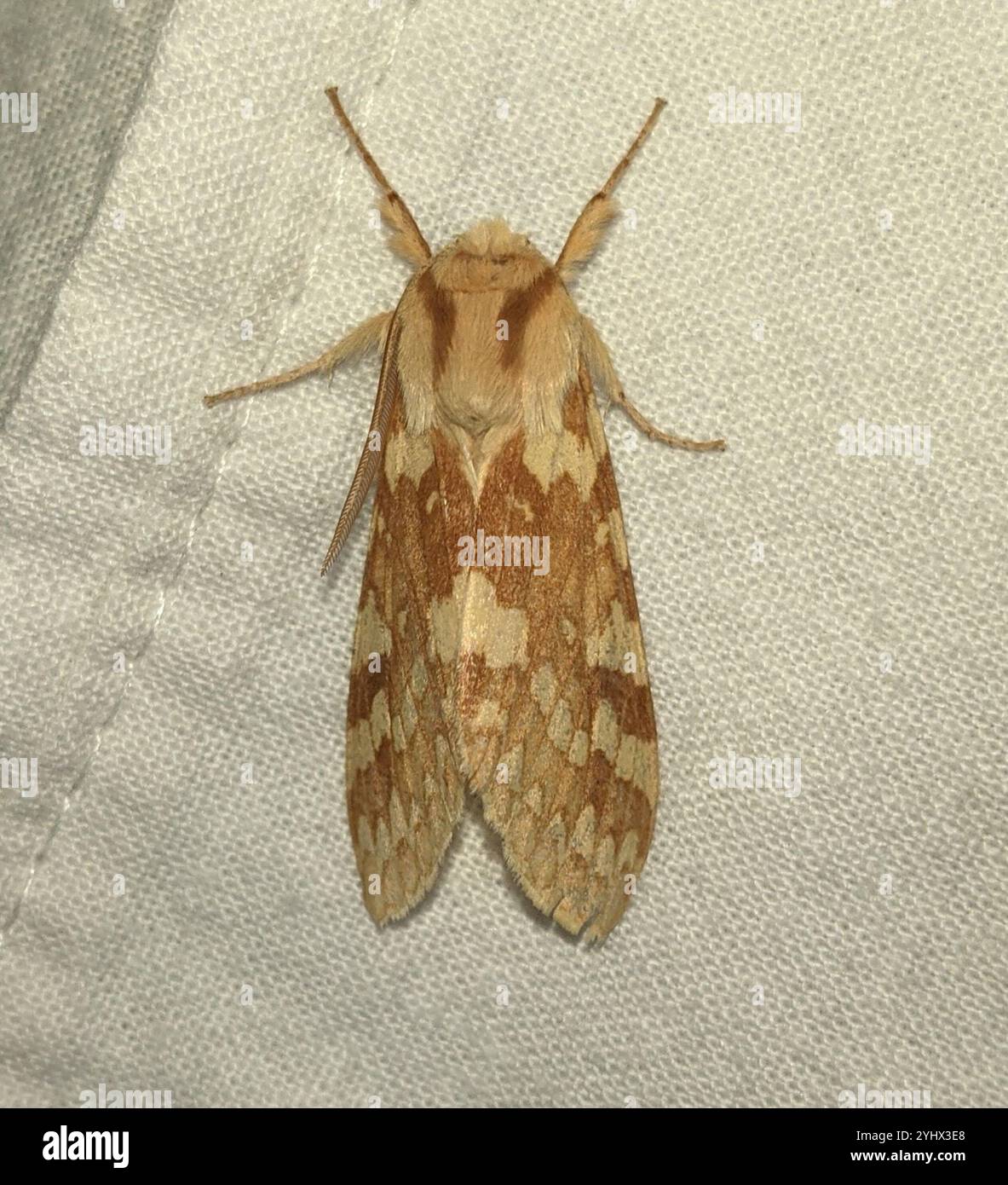 Spotted Tussock Moth (Lophocampa maculata Stock Photo - Alamy