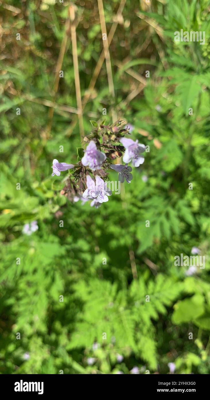 Lesser Calamint (Clinopodium nepeta Stock Photo - Alamy