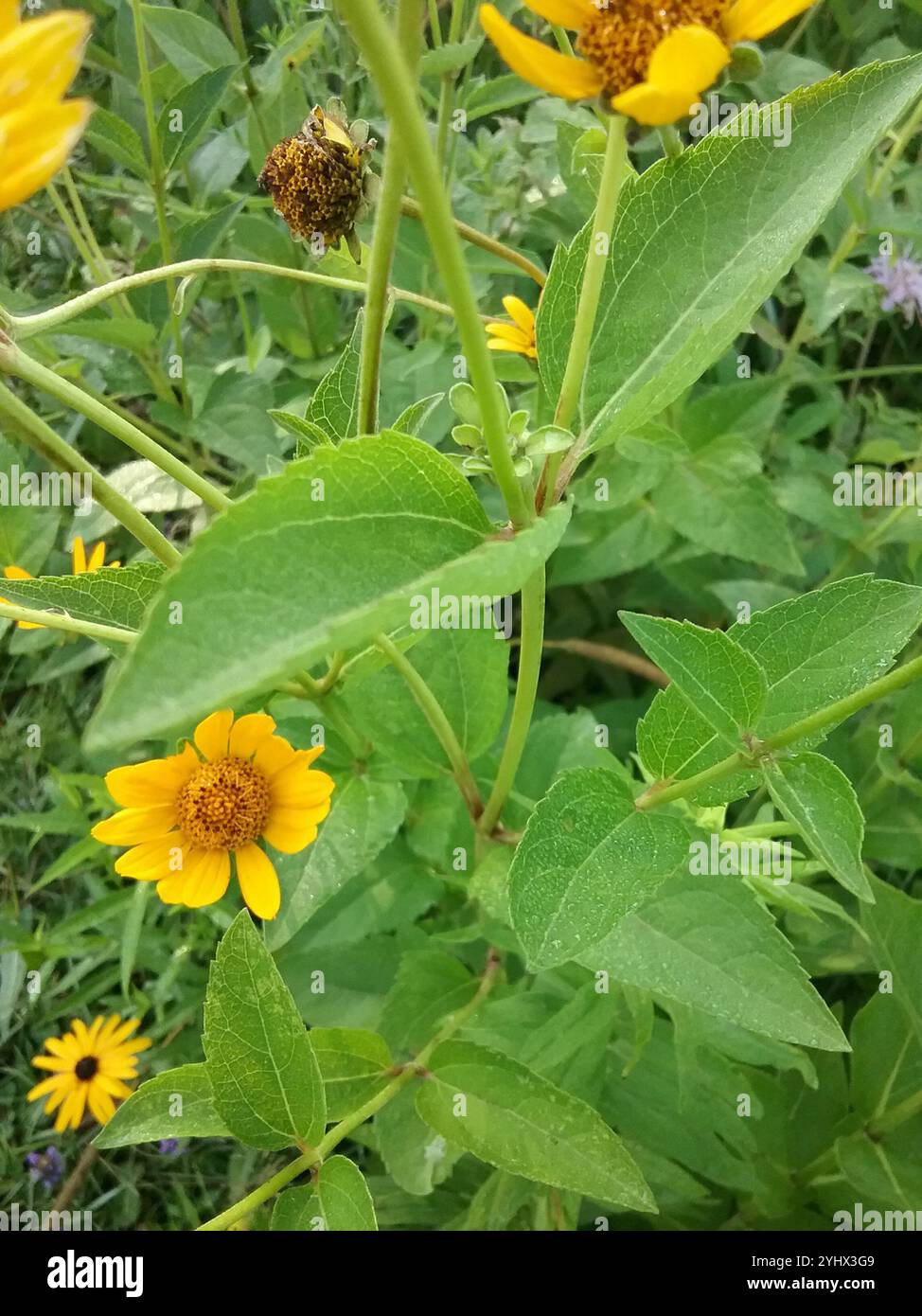 false sunflower (Heliopsis helianthoides Stock Photo - Alamy