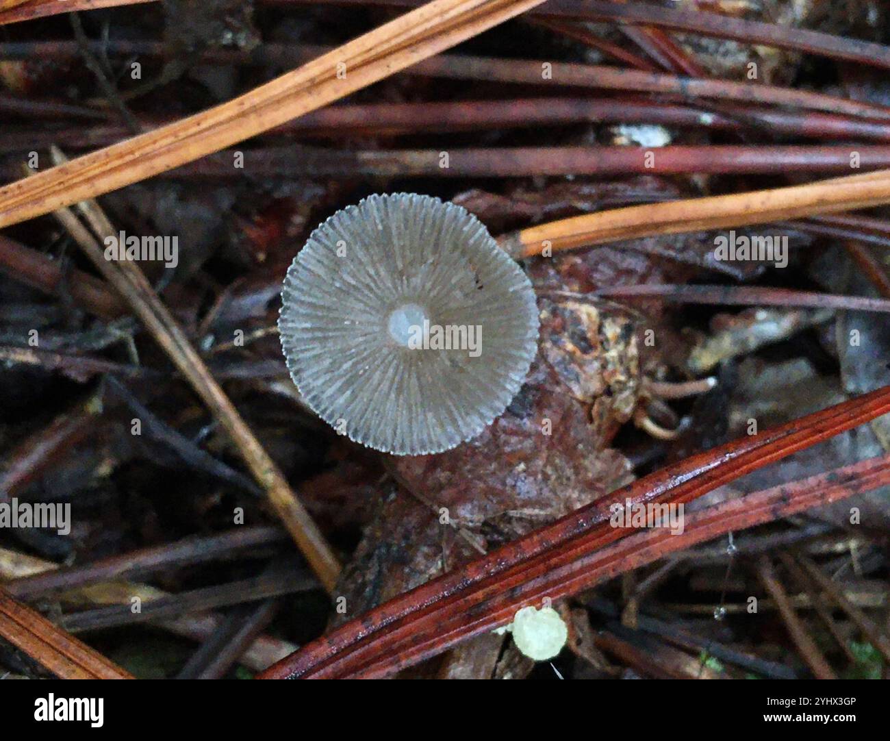 Brittlestems and Allies (Psathyrellaceae Stock Photo - Alamy