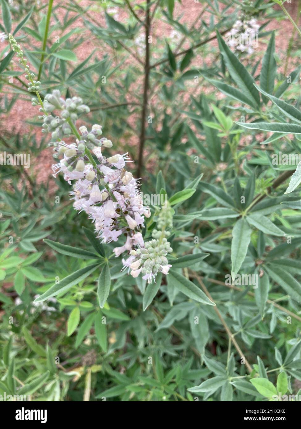 Lilac chaste tree (Vitex agnus-castus Stock Photo - Alamy