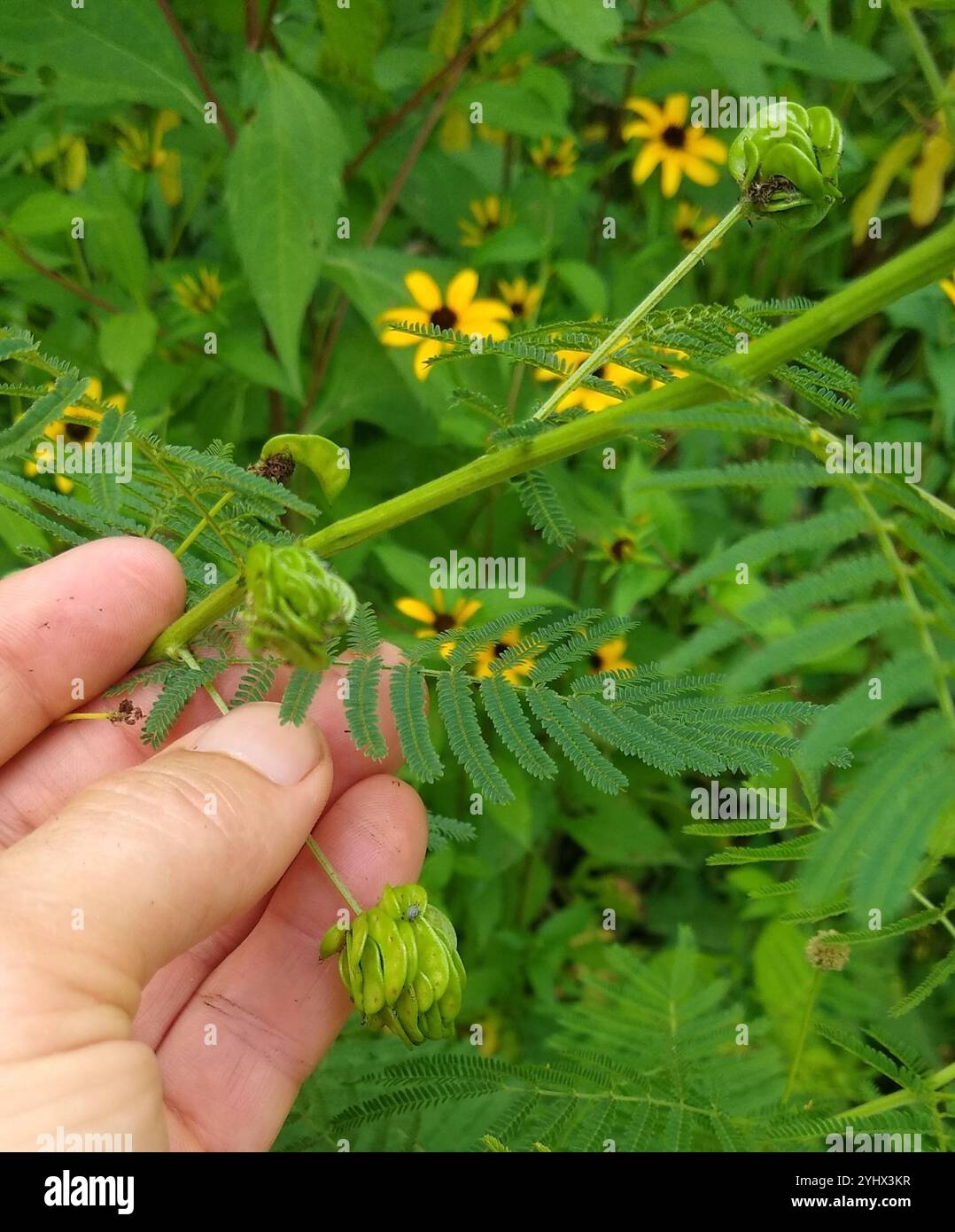 Illinois bundleflower (Desmanthus illinoensis Stock Photo - Alamy