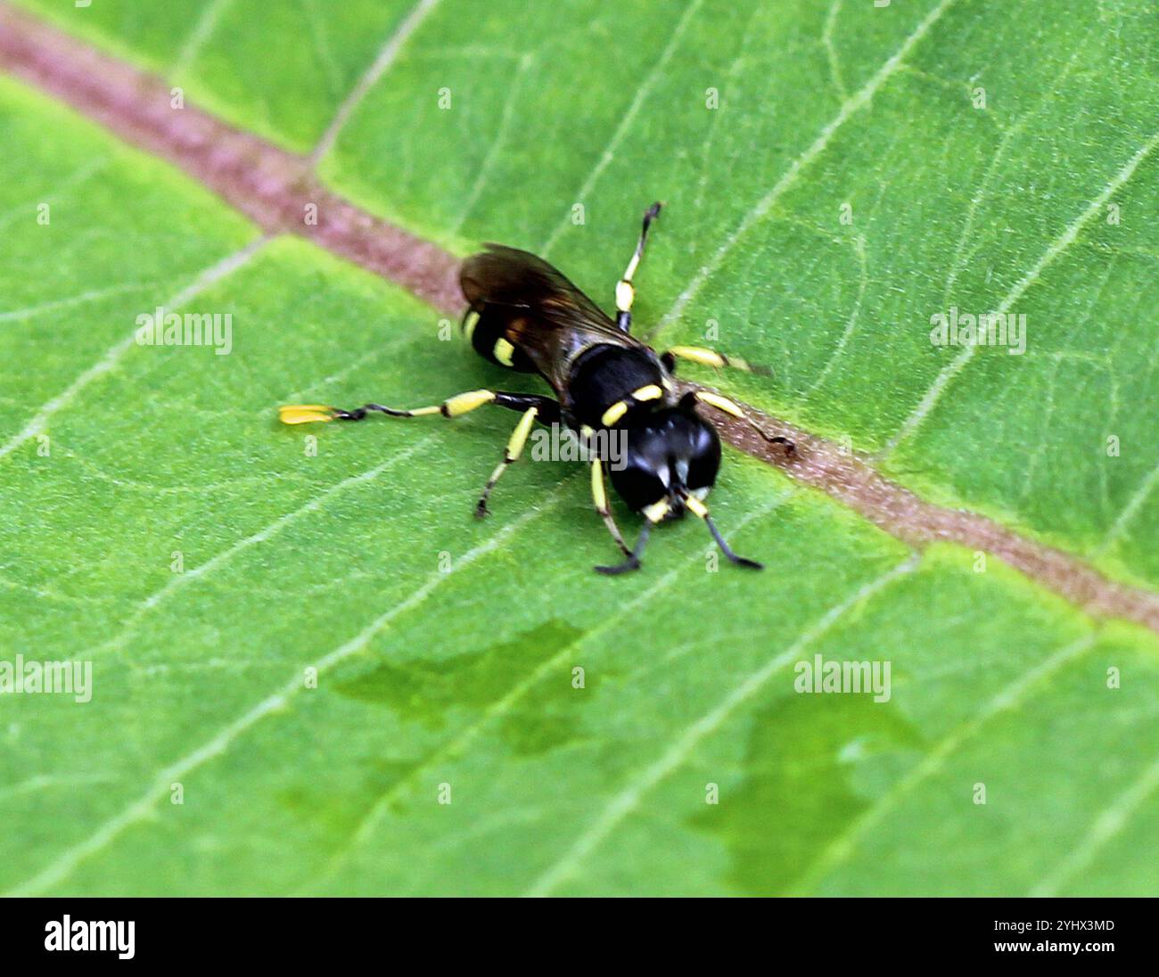 Common Ectemnius (Ectemnius continuus Stock Photo - Alamy