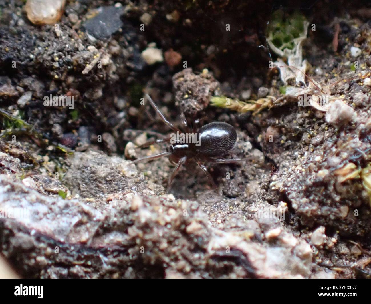 Dwarf Spiders (Erigoninae Stock Photo - Alamy