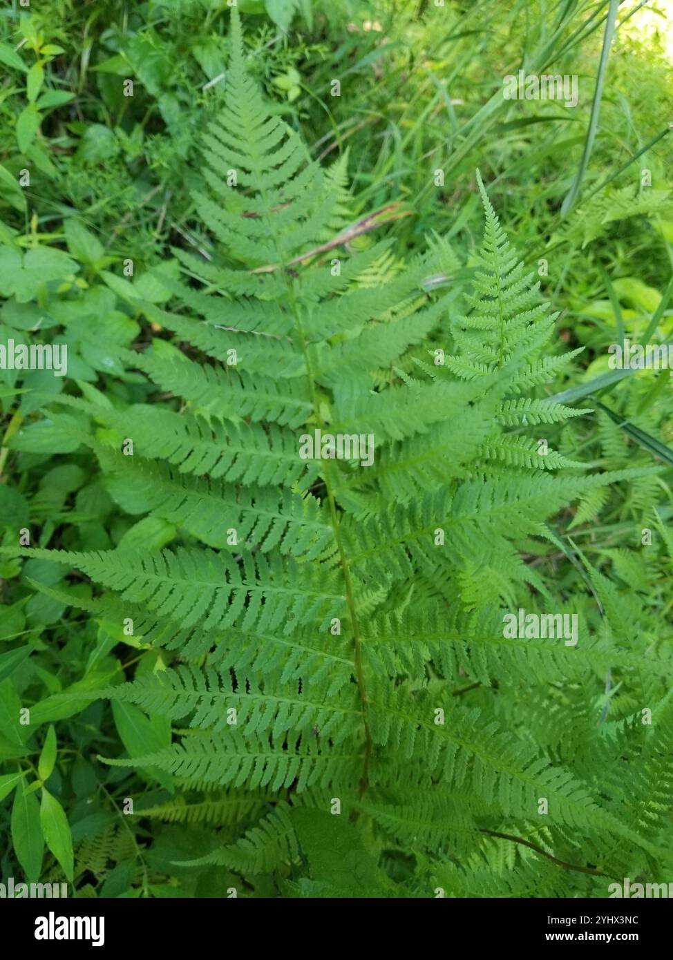 lady ferns (Athyrium Stock Photo - Alamy
