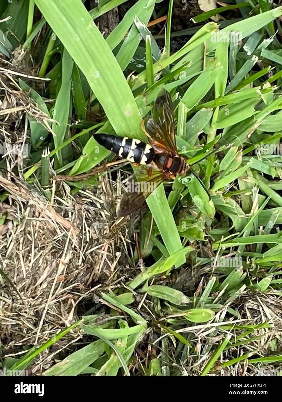 Eastern Cicada-killer Wasp (Sphecius speciosus Stock Photo - Alamy