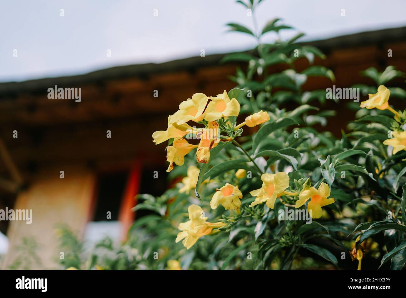 Campsis radicans, the trumpet vine, yellow trumpet vine, or trumpet ...