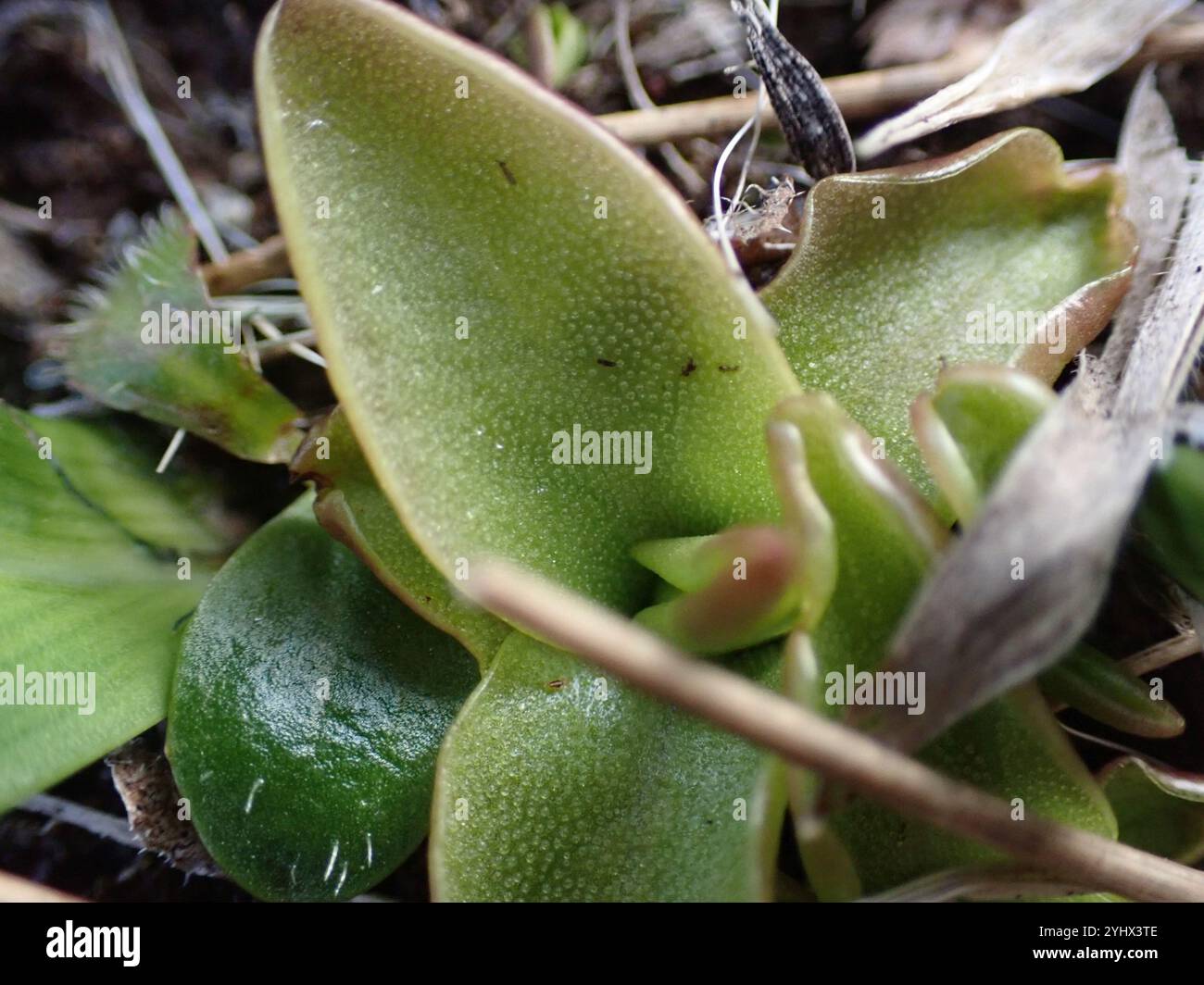 Common Butterwort (Pinguicula vulgaris Stock Photo - Alamy