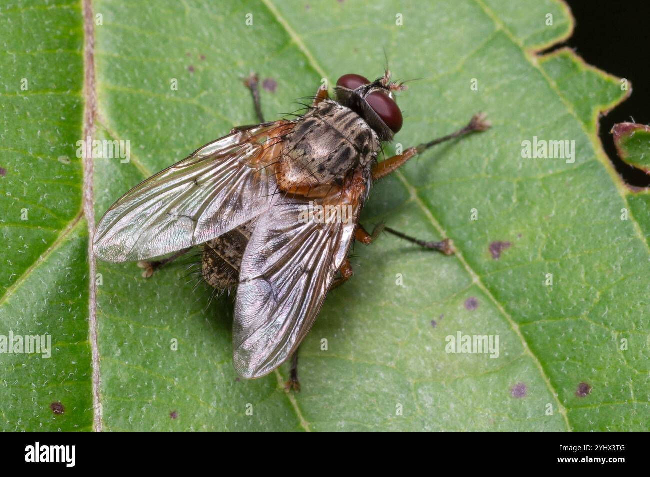 House Flies and Allies (Muscidae Stock Photo - Alamy