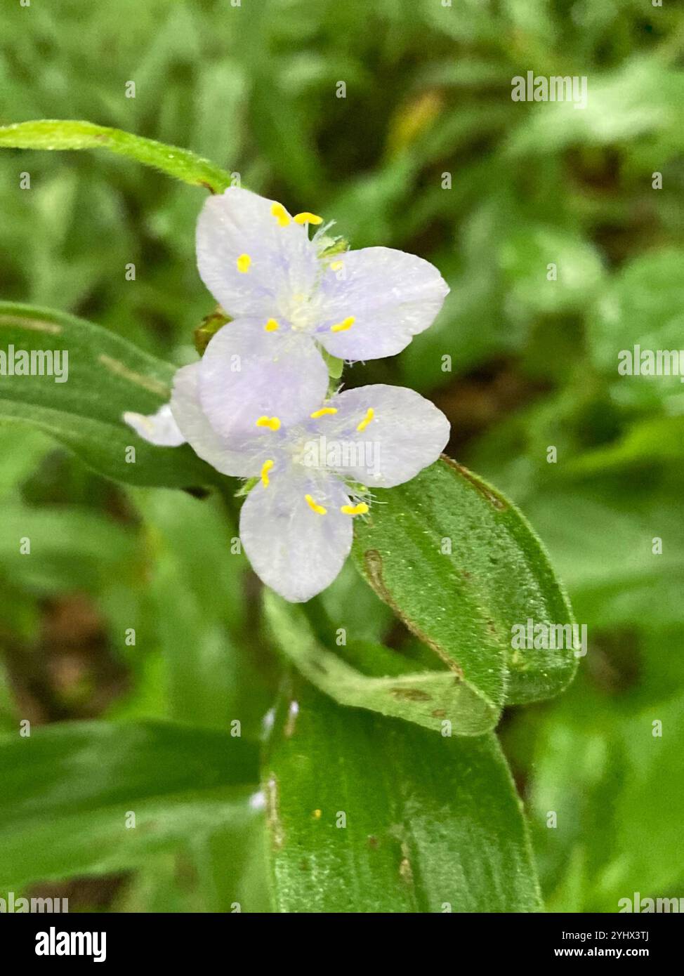 Zigzag Spiderwort (Tradescantia subaspera Stock Photo - Alamy
