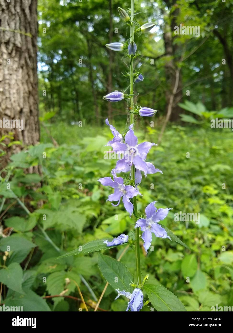 tall bellflower (Campanulastrum americanum Stock Photo - Alamy