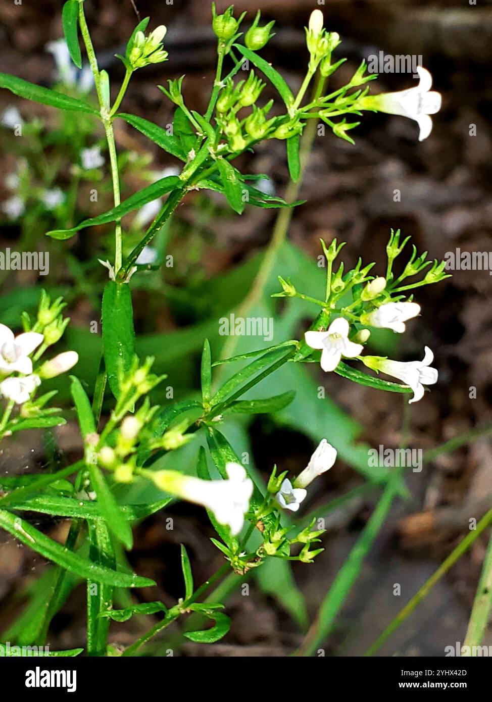 Long leaved houstonia hi-res stock photography and images - Alamy