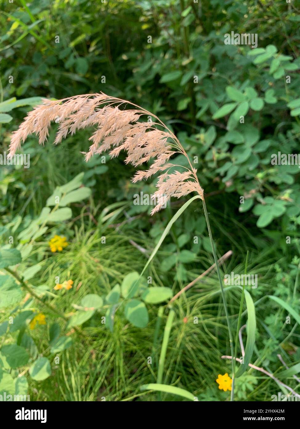 canadian bluejoint (Calamagrostis canadensis Stock Photo - Alamy