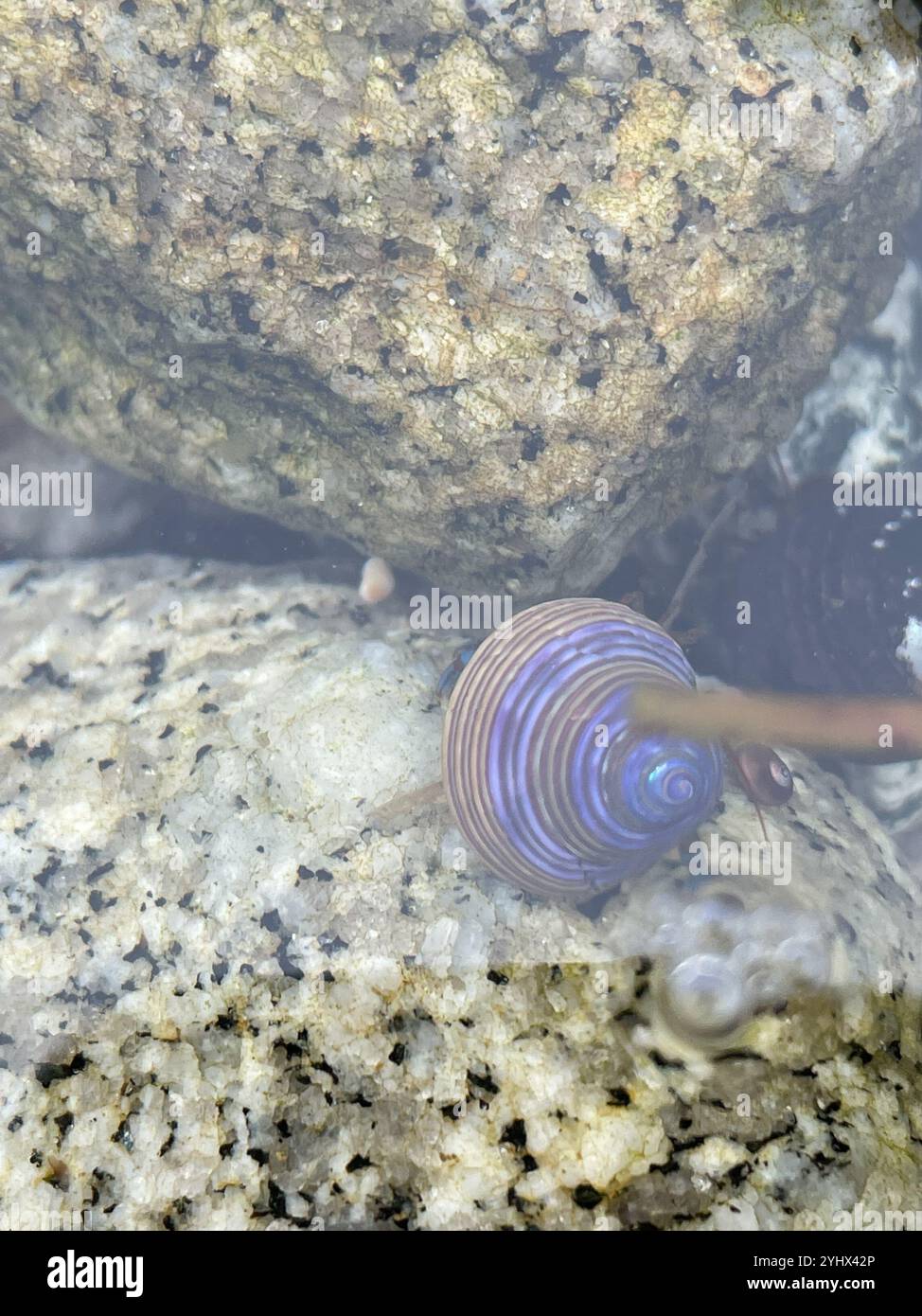 Blue ringed top snail hi-res stock photography and images - Alamy
