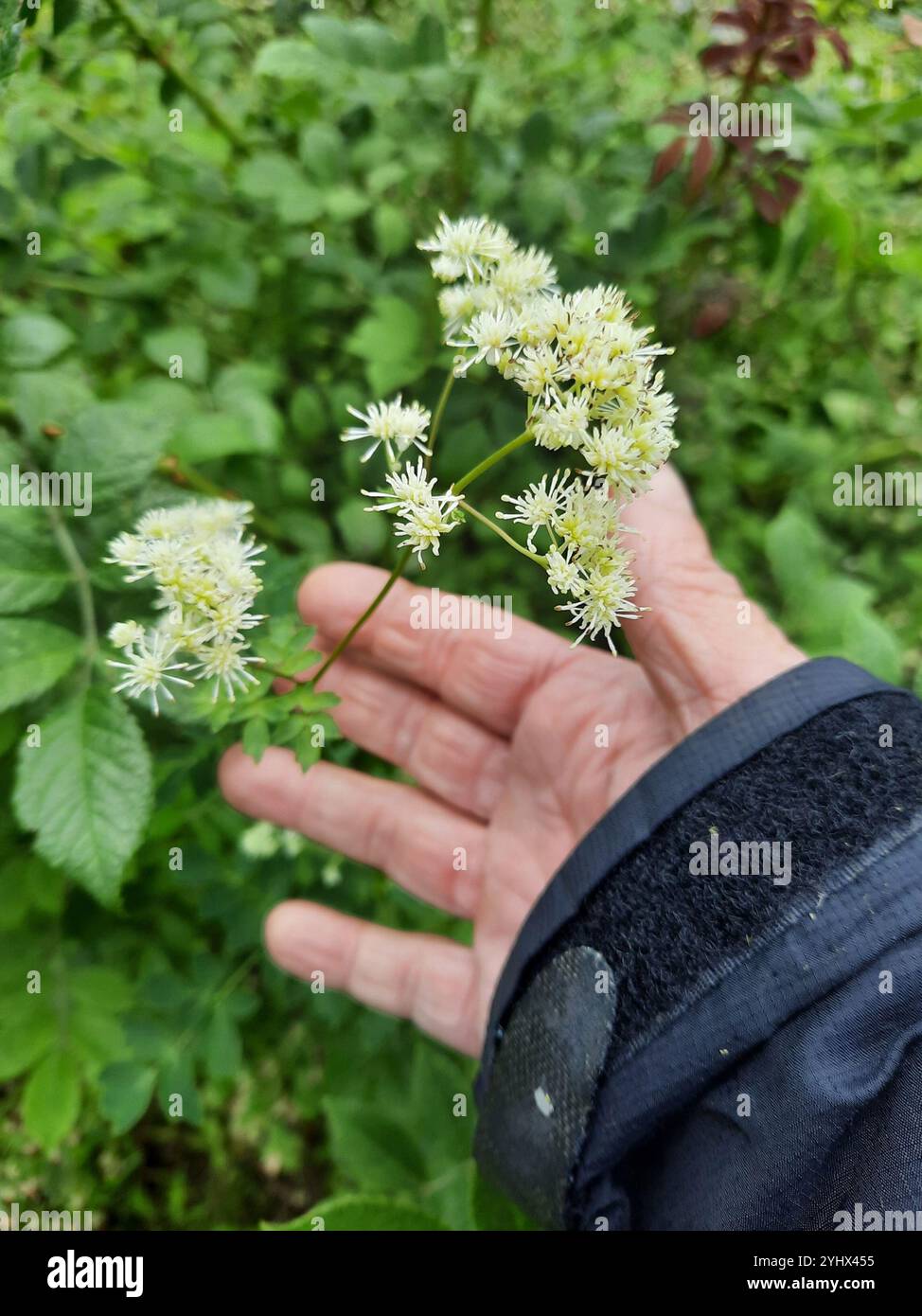 tall meadow-rue (Thalictrum pubescens Stock Photo - Alamy