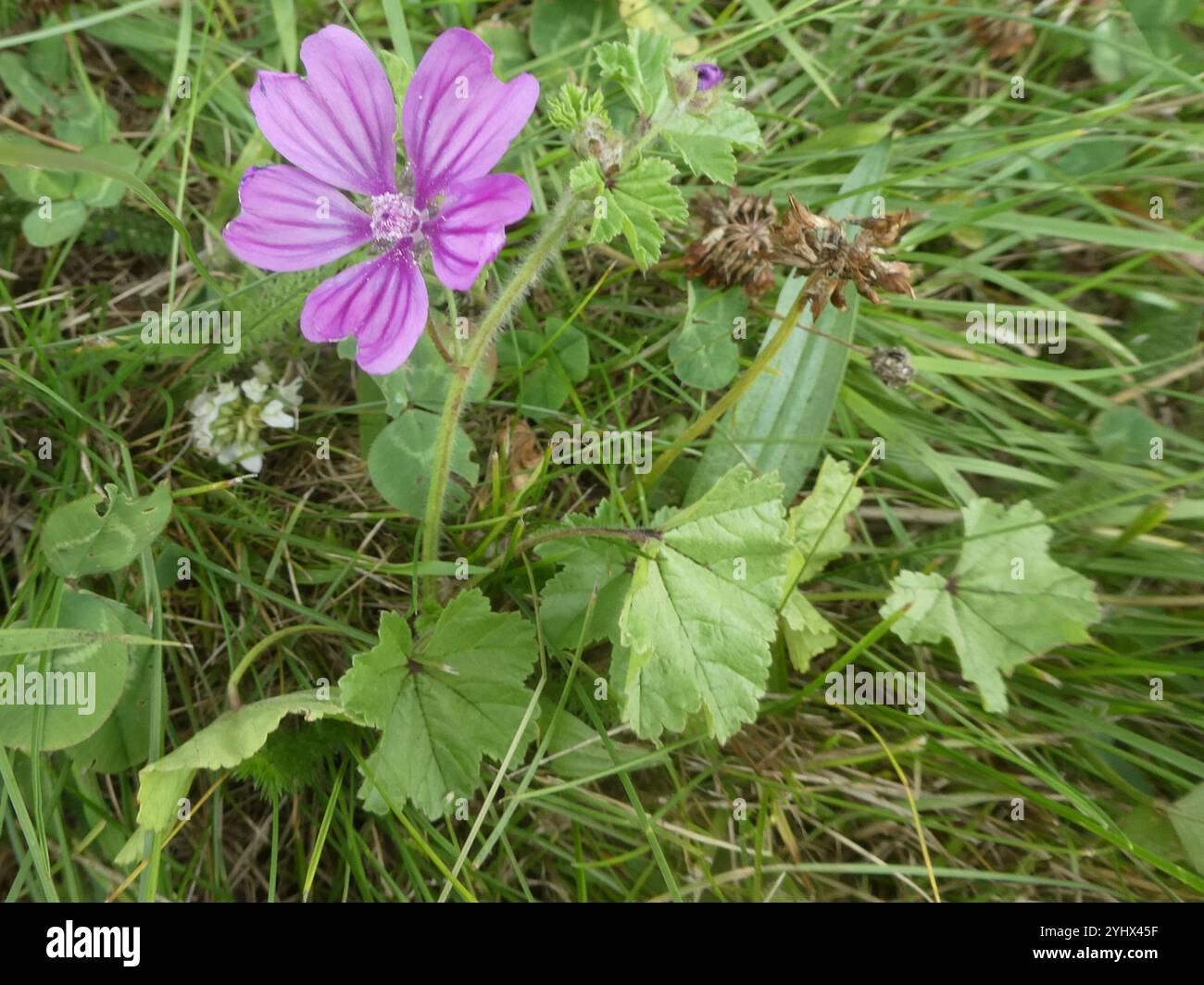 Common Mallow (Malva sylvestris Stock Photo - Alamy