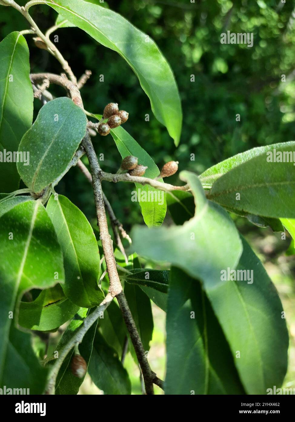 autumn olive (Elaeagnus umbellata Stock Photo - Alamy