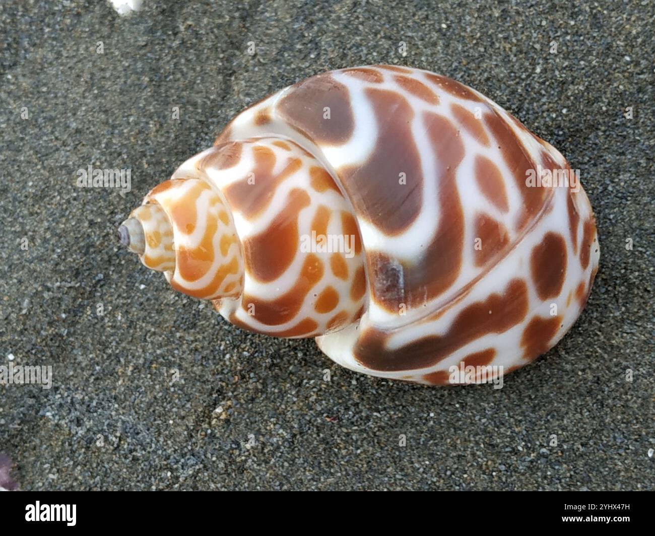 Spiral babylon hi-res stock photography and images - Alamy