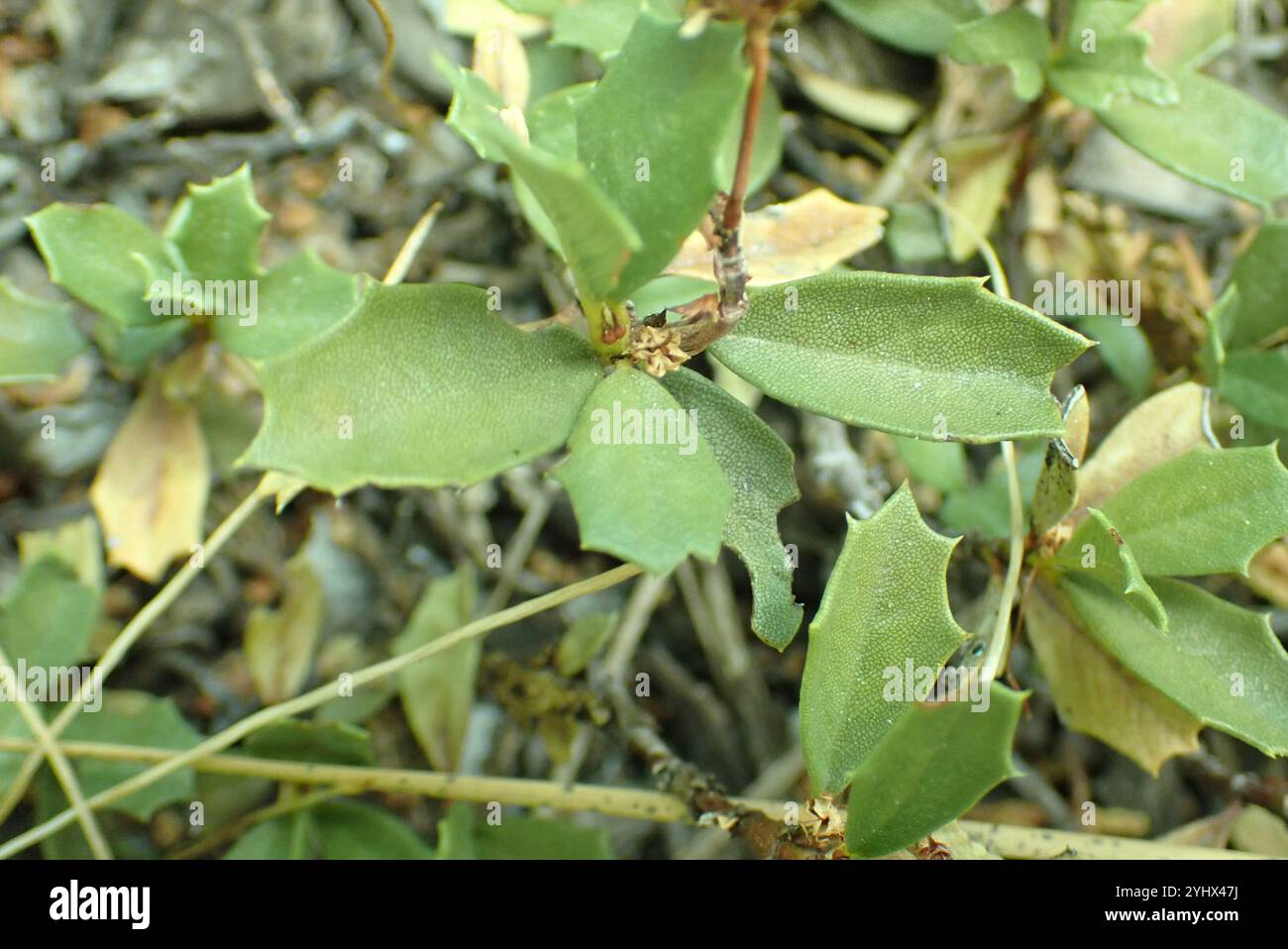 Mahala mat (Ceanothus prostratus Stock Photo - Alamy