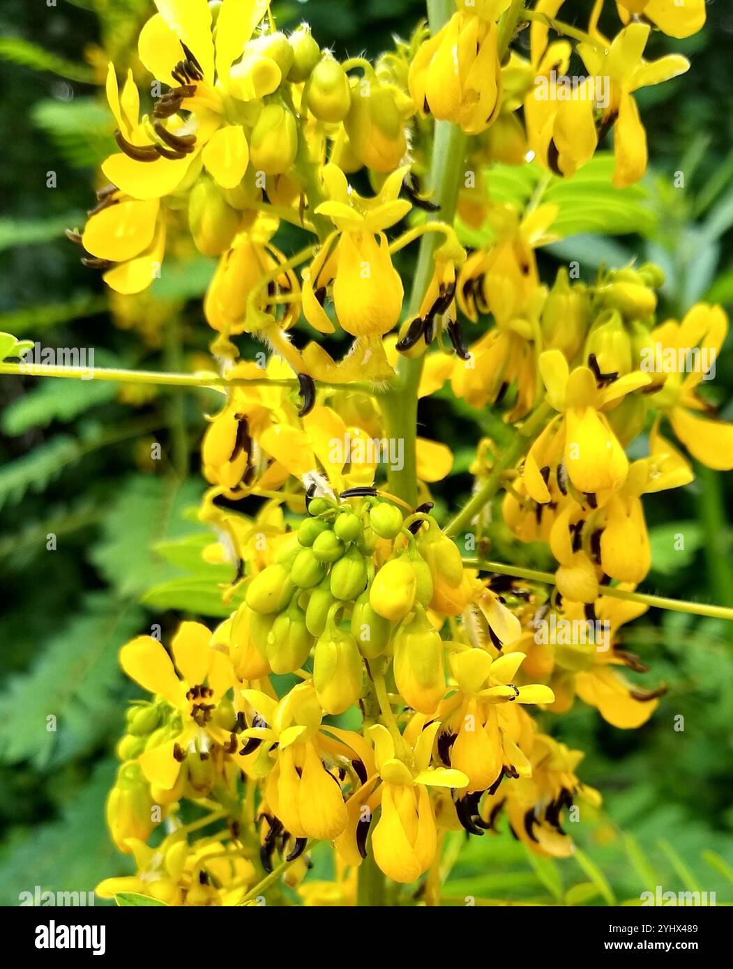 American senna (Senna hebecarpa Stock Photo - Alamy