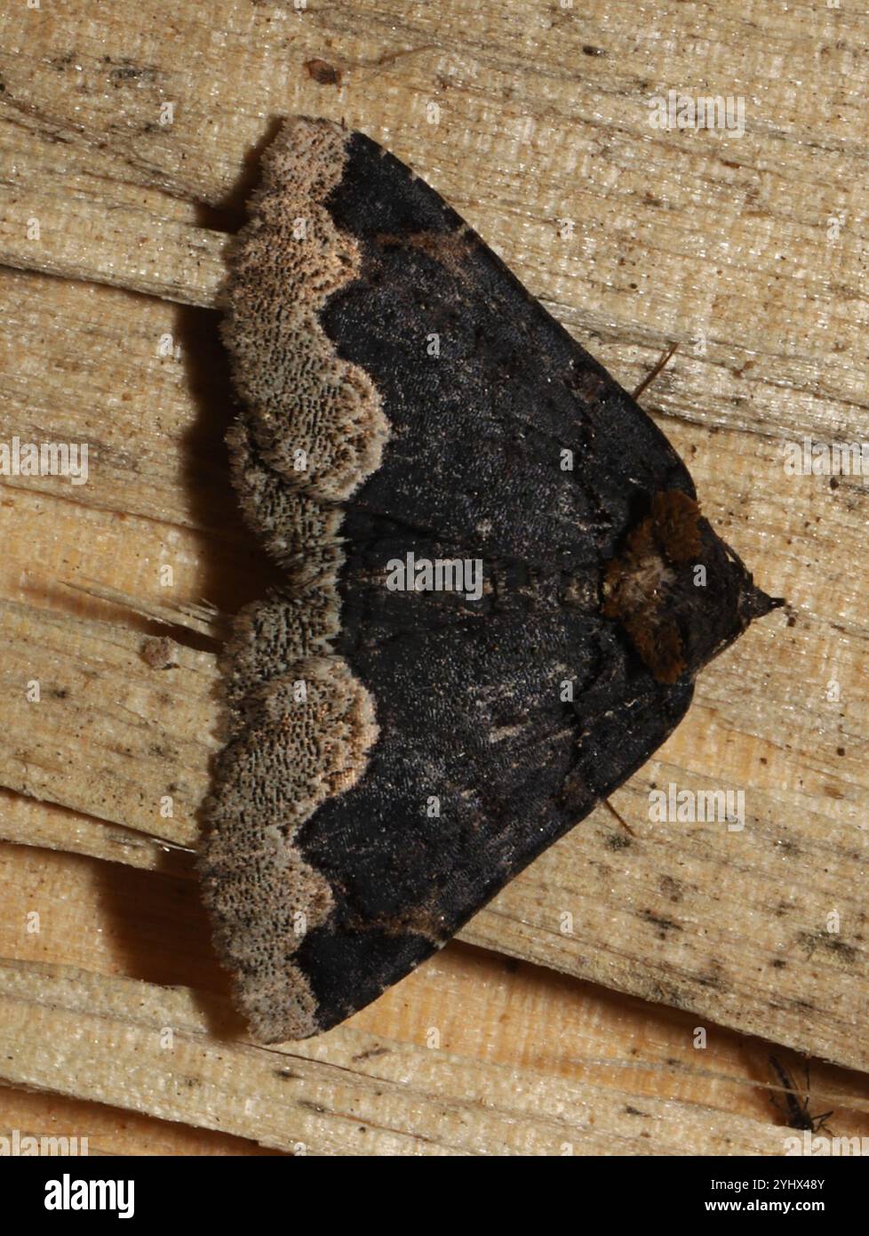 Horrid Zale Moth (Zale horrida Stock Photo - Alamy