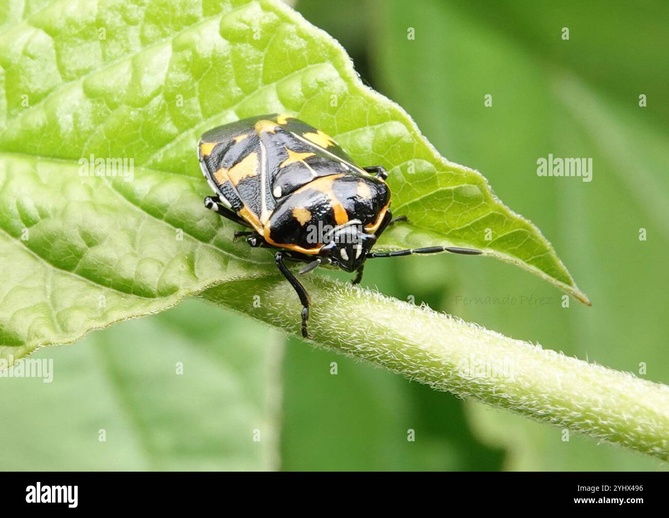 Harlequin Bug (Murgantia histrionica Stock Photo - Alamy