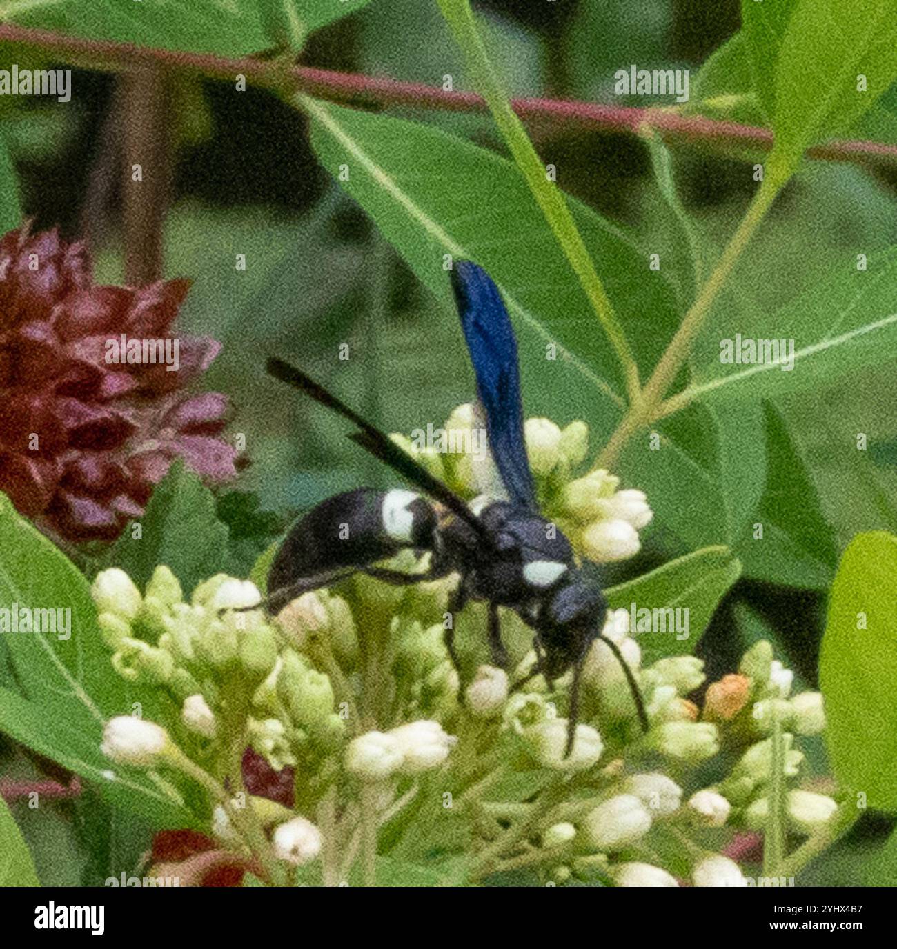 Four-toothed Mason Wasp (Monobia quadridens Stock Photo - Alamy