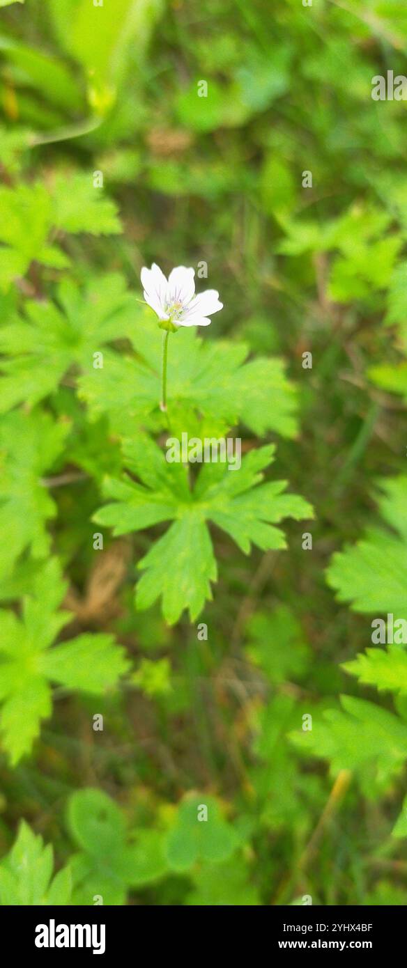 Siberian Crane's-bill (Geranium sibiricum Stock Photo - Alamy