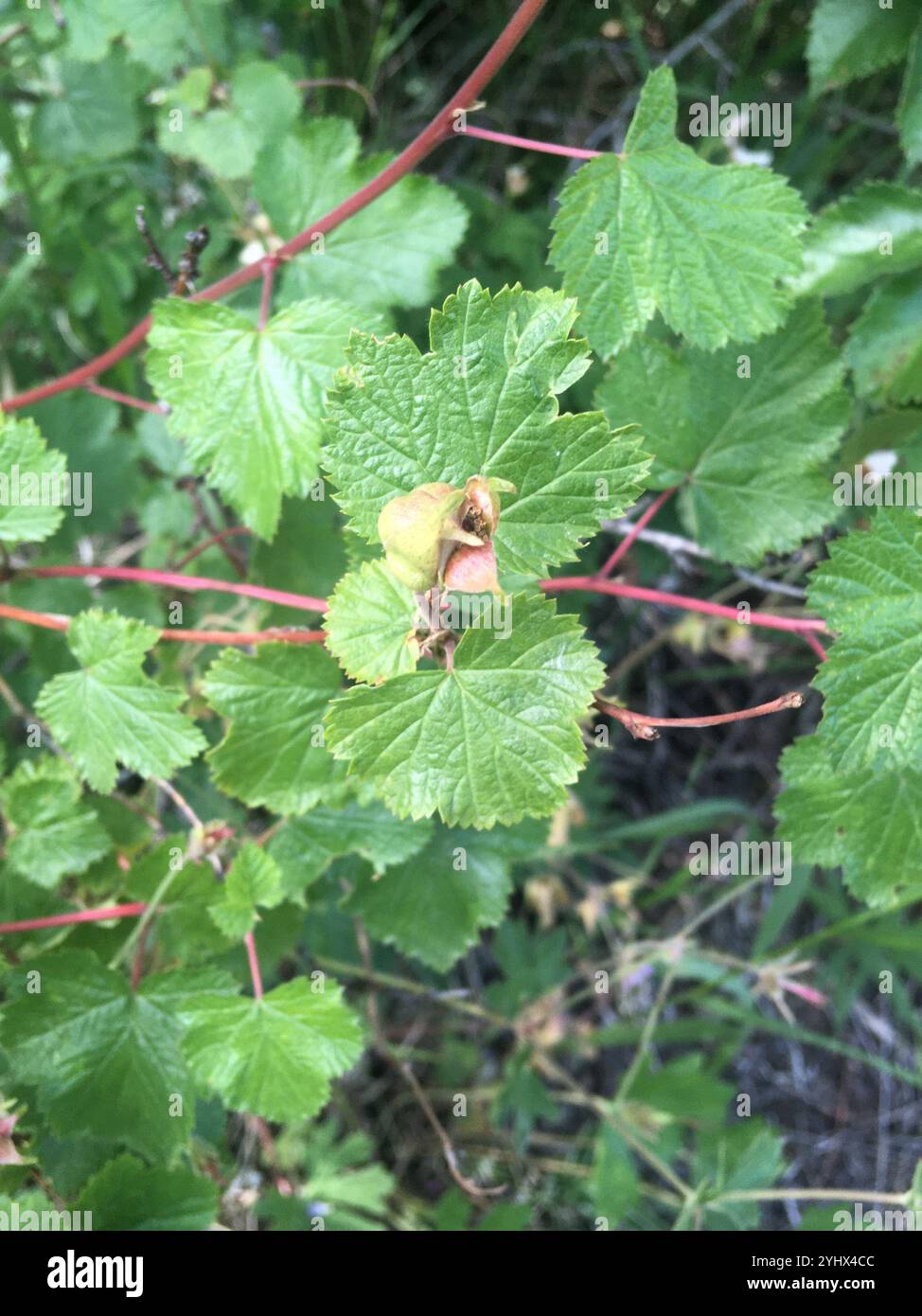 Rocky Mountain raspberry (Rubus deliciosus Stock Photo - Alamy