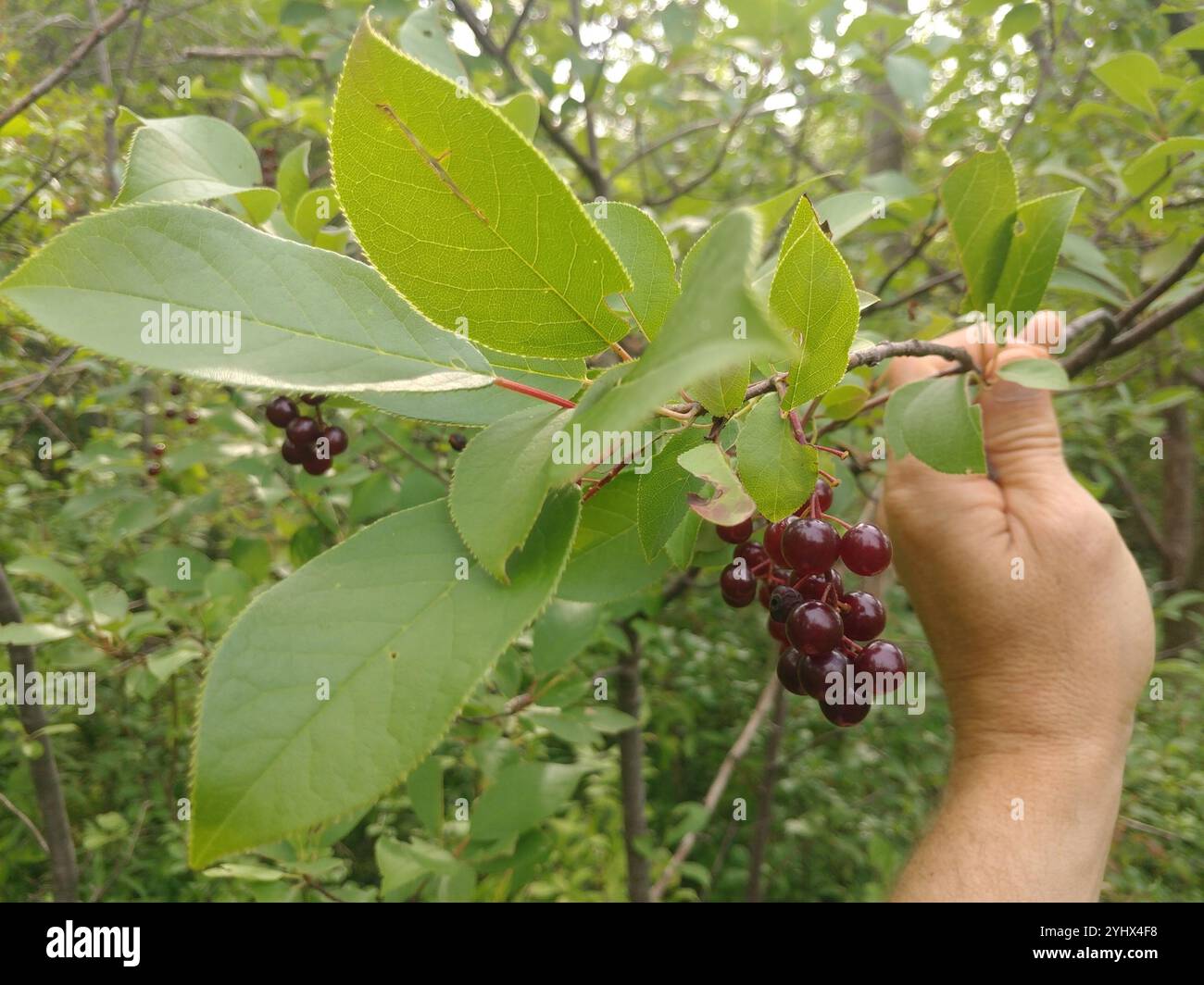 chokecherry (Prunus virginiana Stock Photo - Alamy