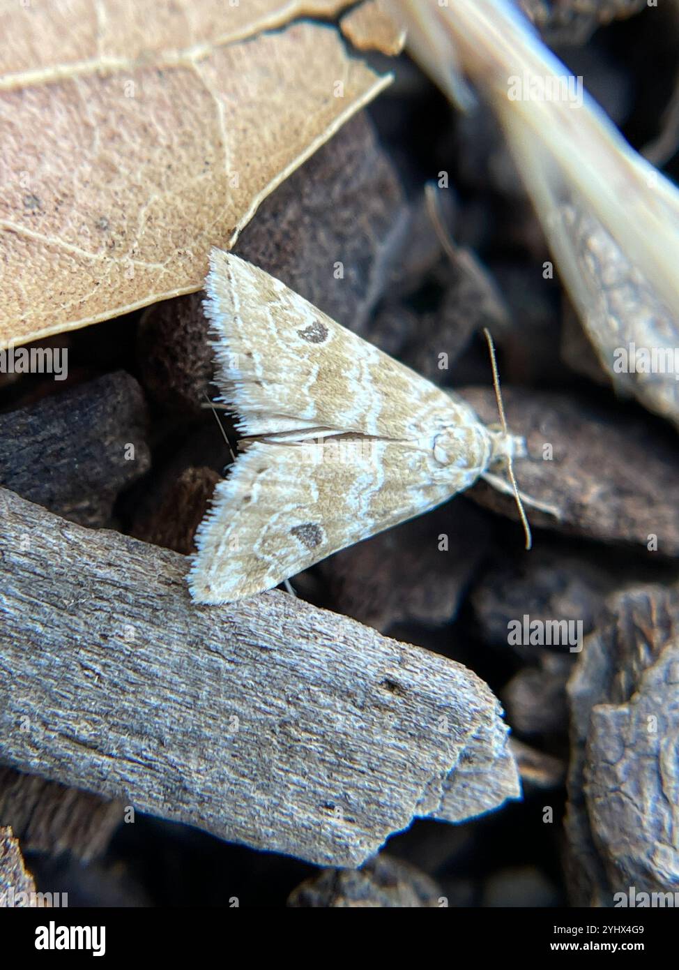 Cabbage Webworm Moth (Hellula rogatalis Stock Photo - Alamy