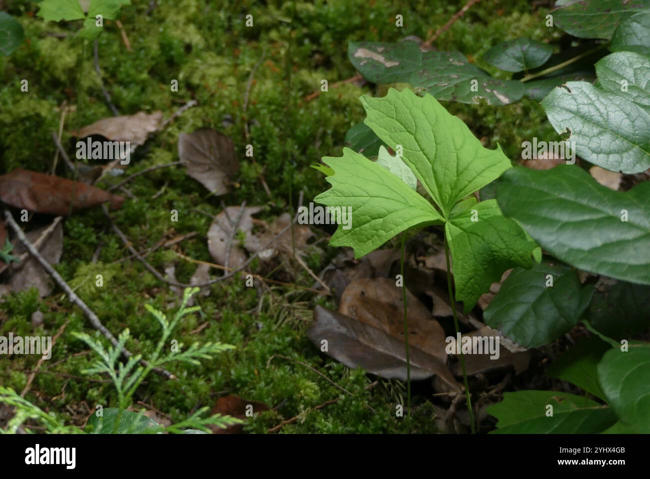 vanilla leaf (Achlys triphylla Stock Photo - Alamy