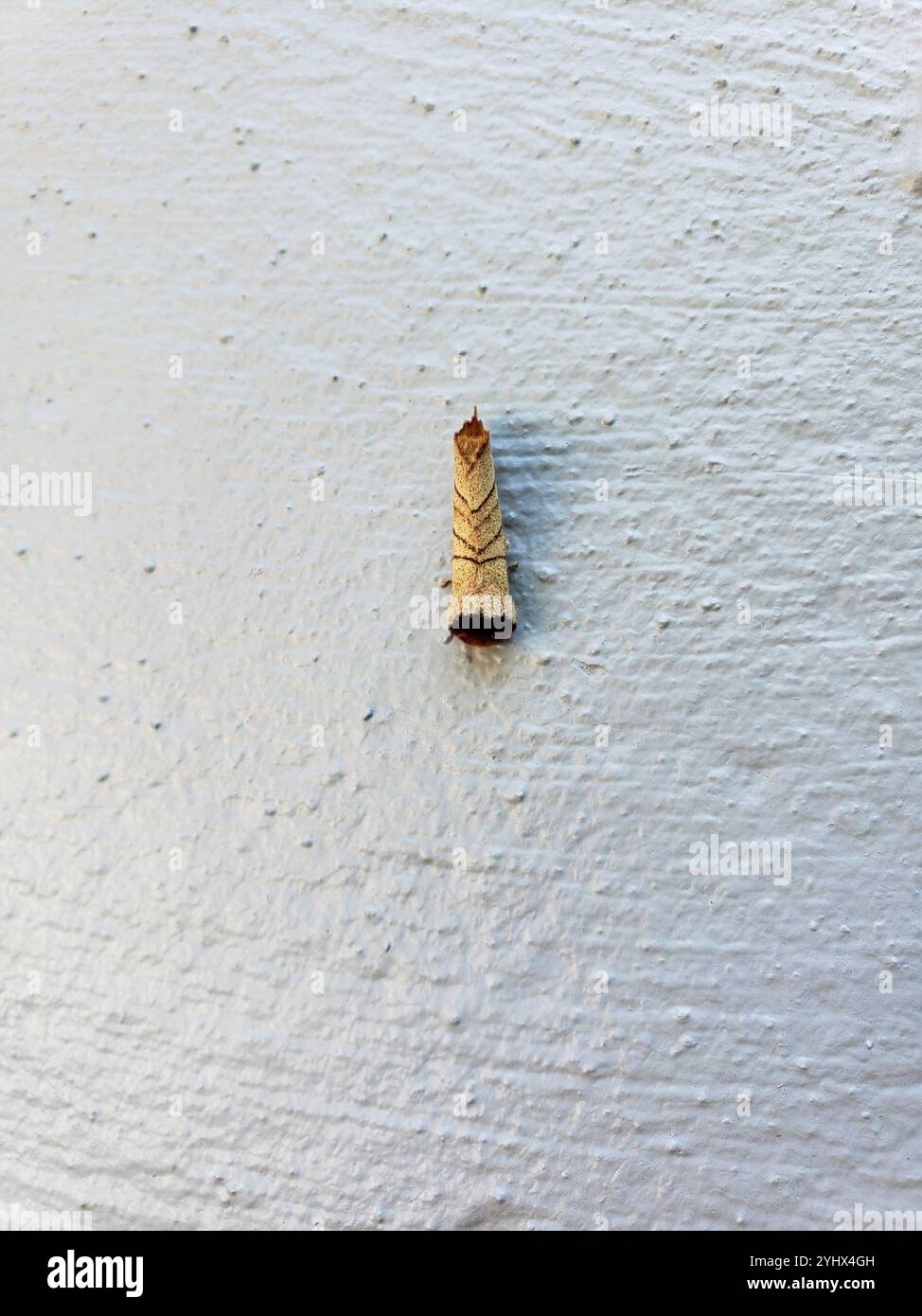 Walnut Caterpillar Moth (Datana integerrima Stock Photo - Alamy