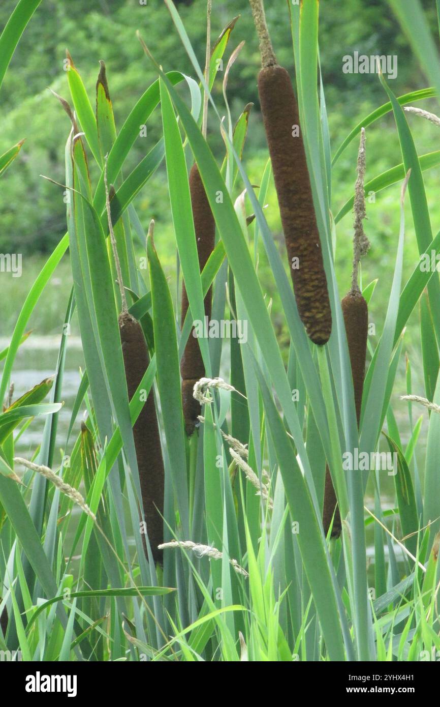broadleaf cattail (Typha latifolia Stock Photo - Alamy