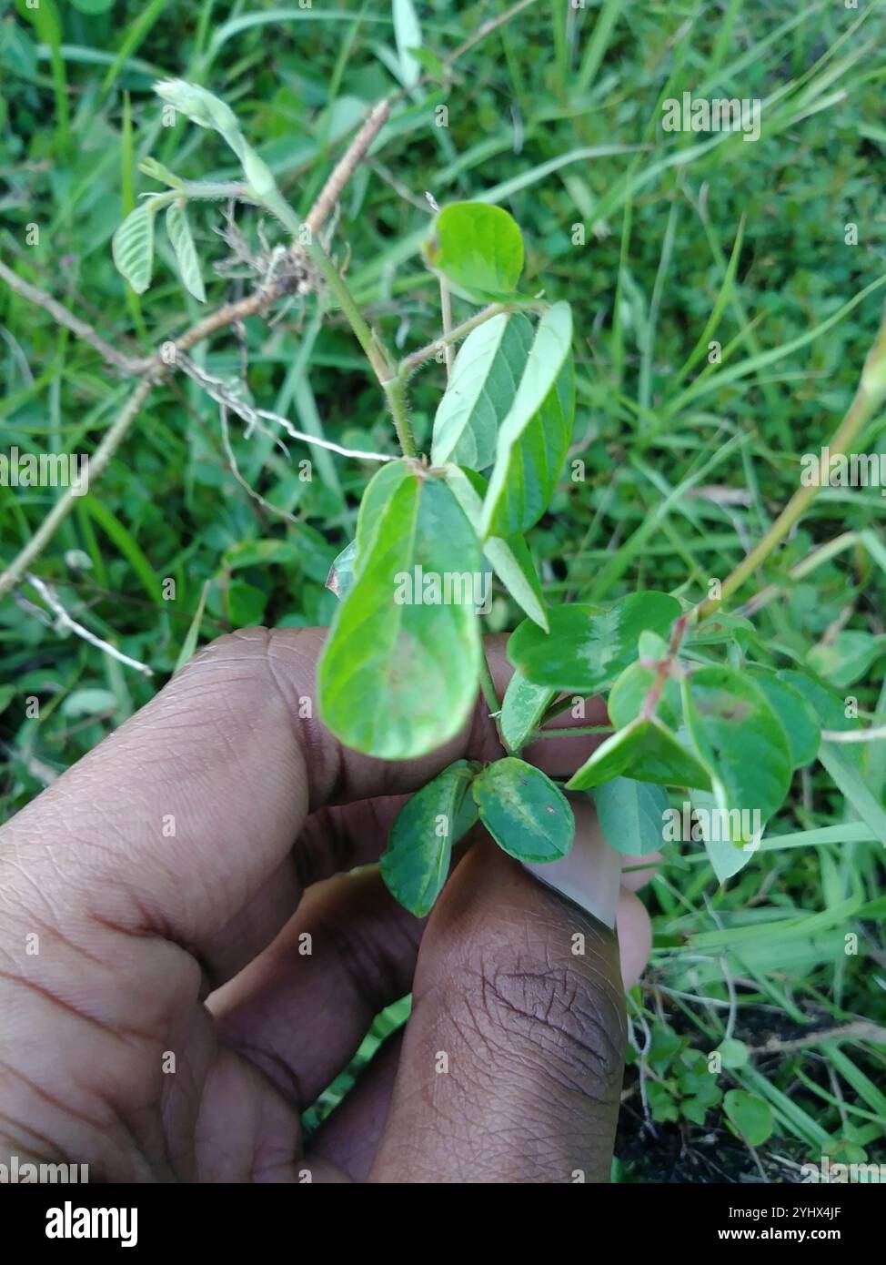 creeping beggarweed (Desmodium incanum Stock Photo - Alamy