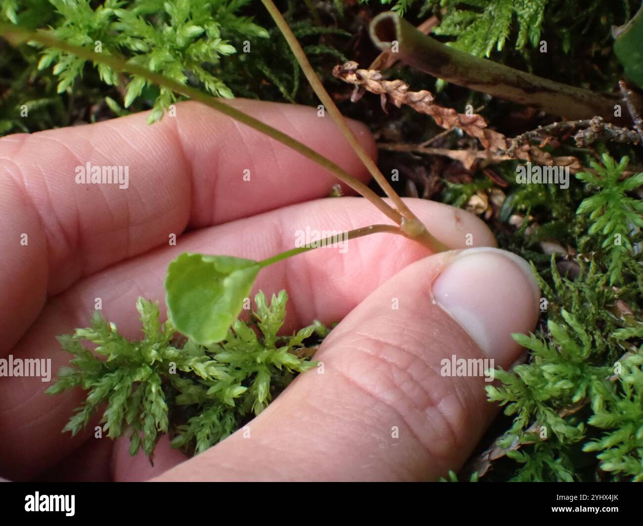 Redwood Violet (Viola sempervirens Stock Photo - Alamy
