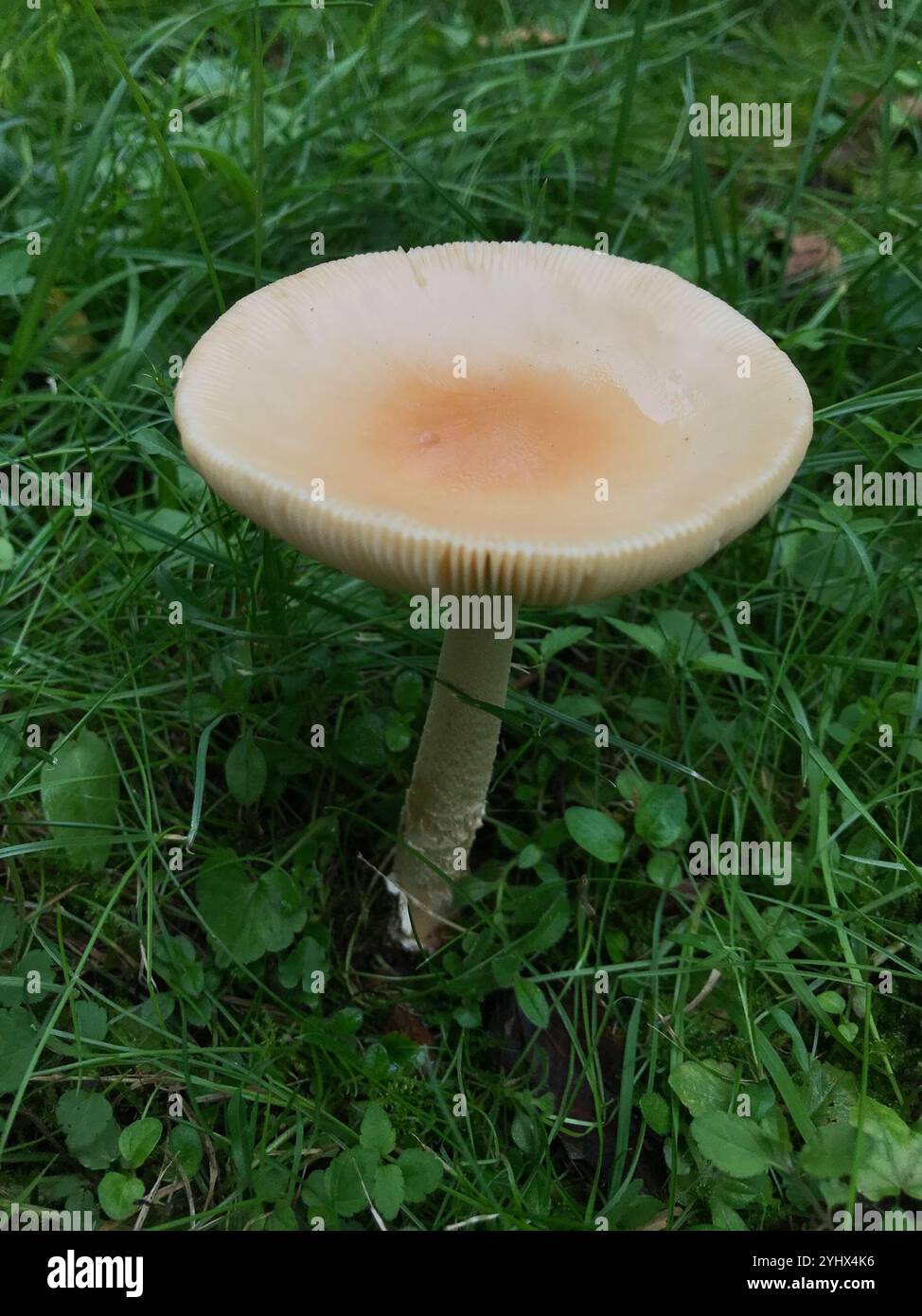 Orange Grisette (Amanita crocea Stock Photo - Alamy
