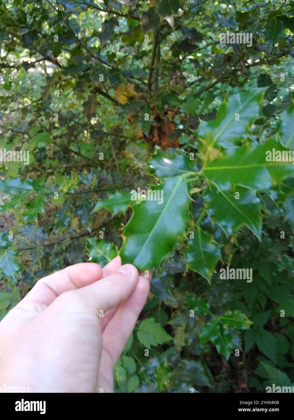 European holly (Ilex aquifolium Stock Photo - Alamy