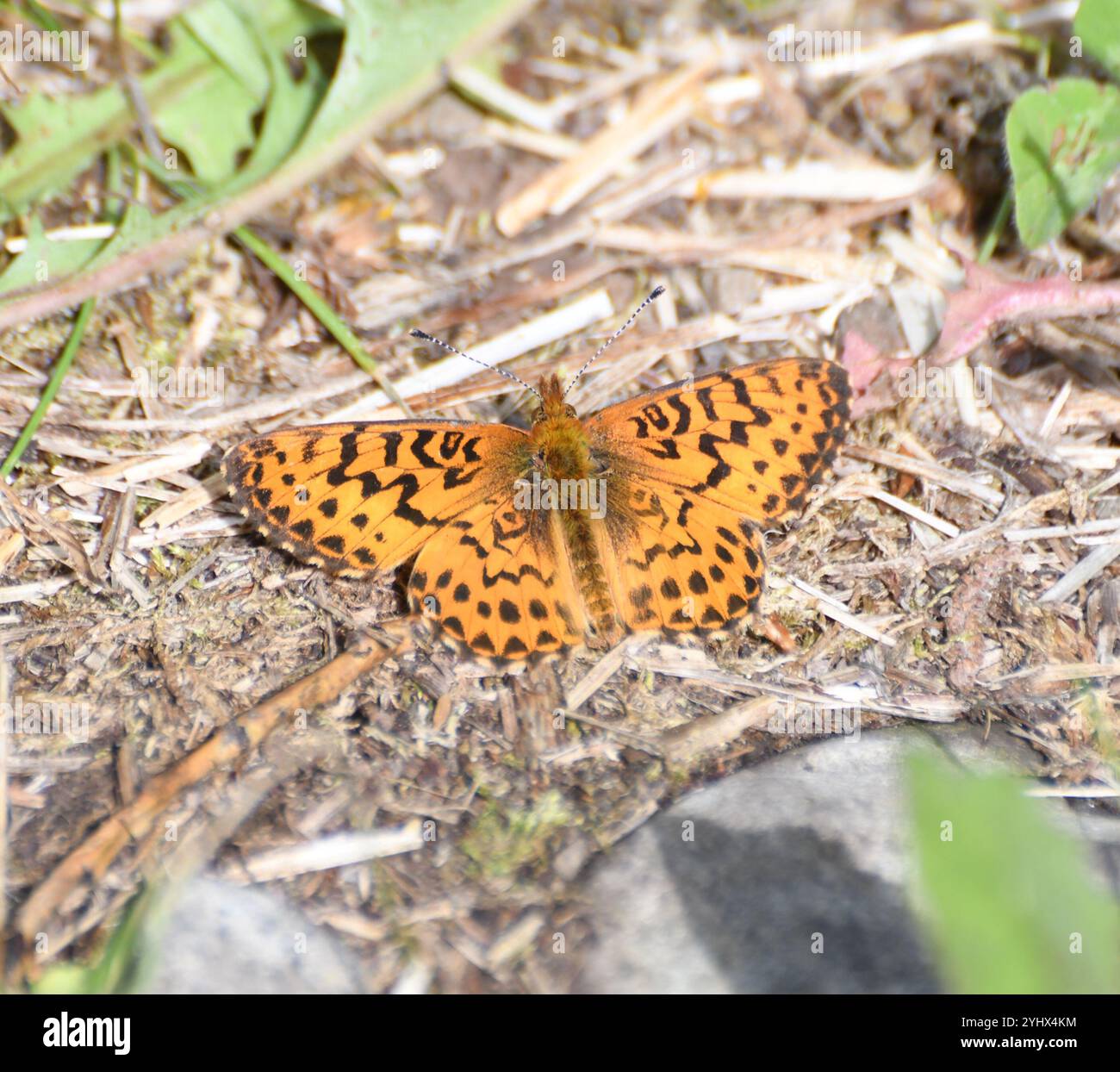 Arctic Fritillary (Boloria chariclea Stock Photo - Alamy