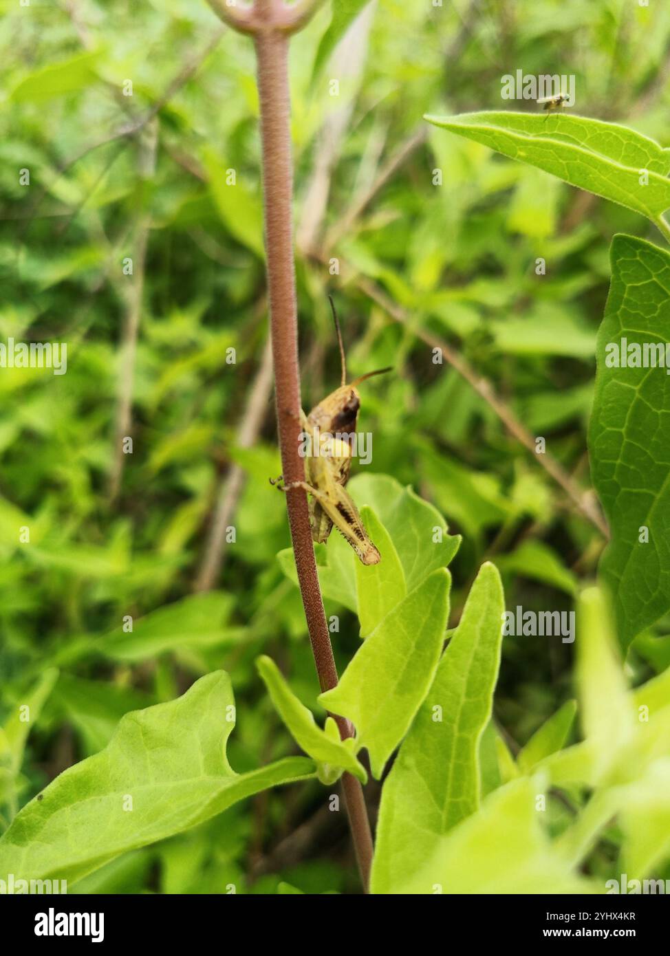Yellow-belly Boopie (Boopedon flaviventris Stock Photo - Alamy
