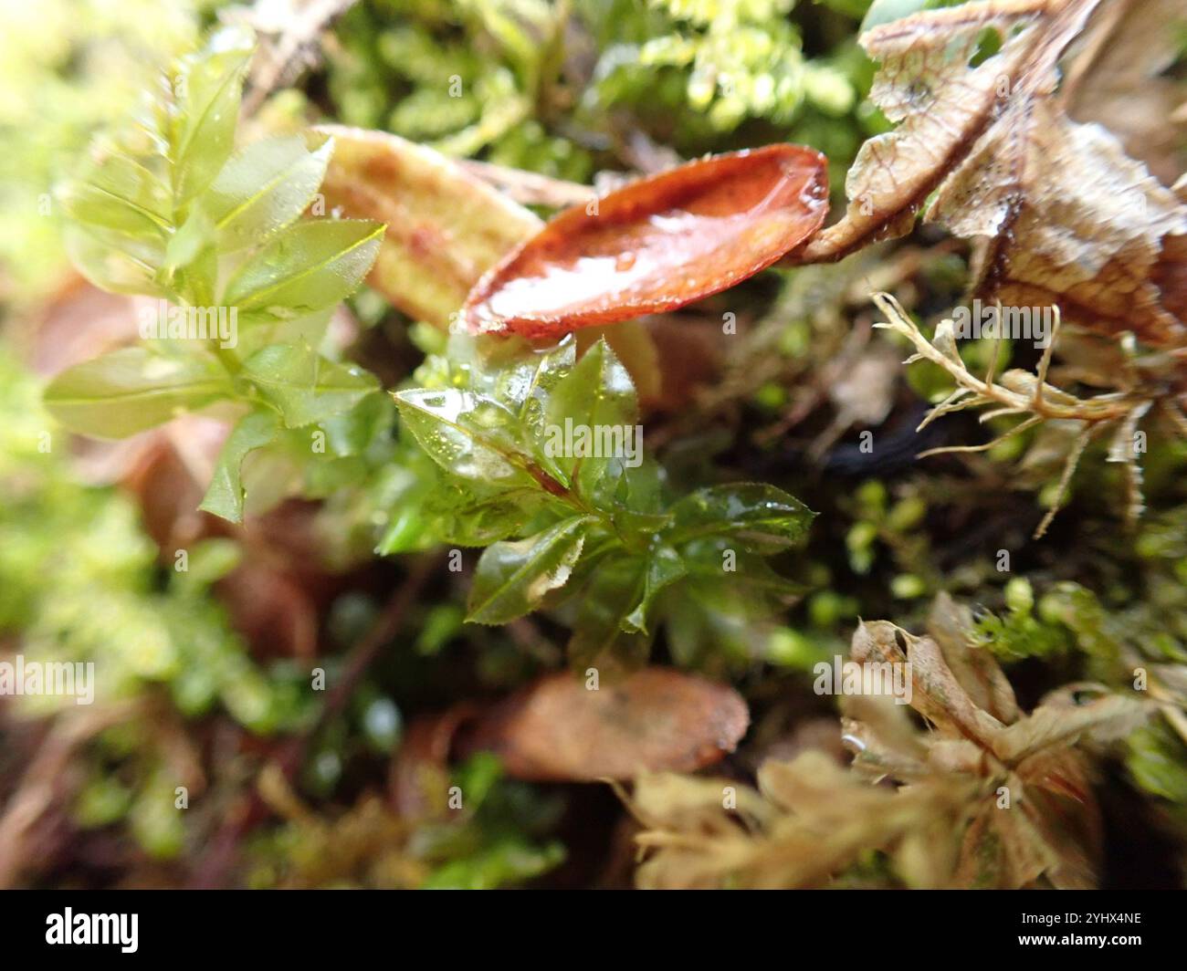 Badge Moss (Plagiomnium insigne Stock Photo - Alamy