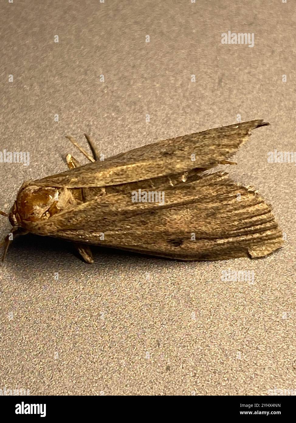 Bee Moth (Aphomia sociella Stock Photo - Alamy