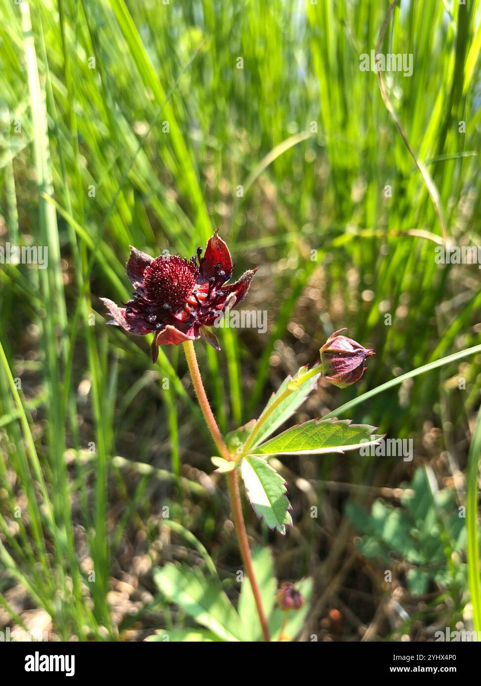 marsh cinquefoil (Comarum palustre Stock Photo - Alamy