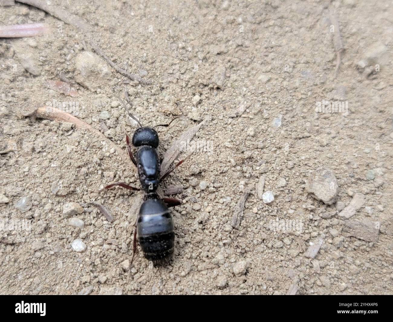 Western Black Carpenter Ant (Camponotus modoc Stock Photo - Alamy