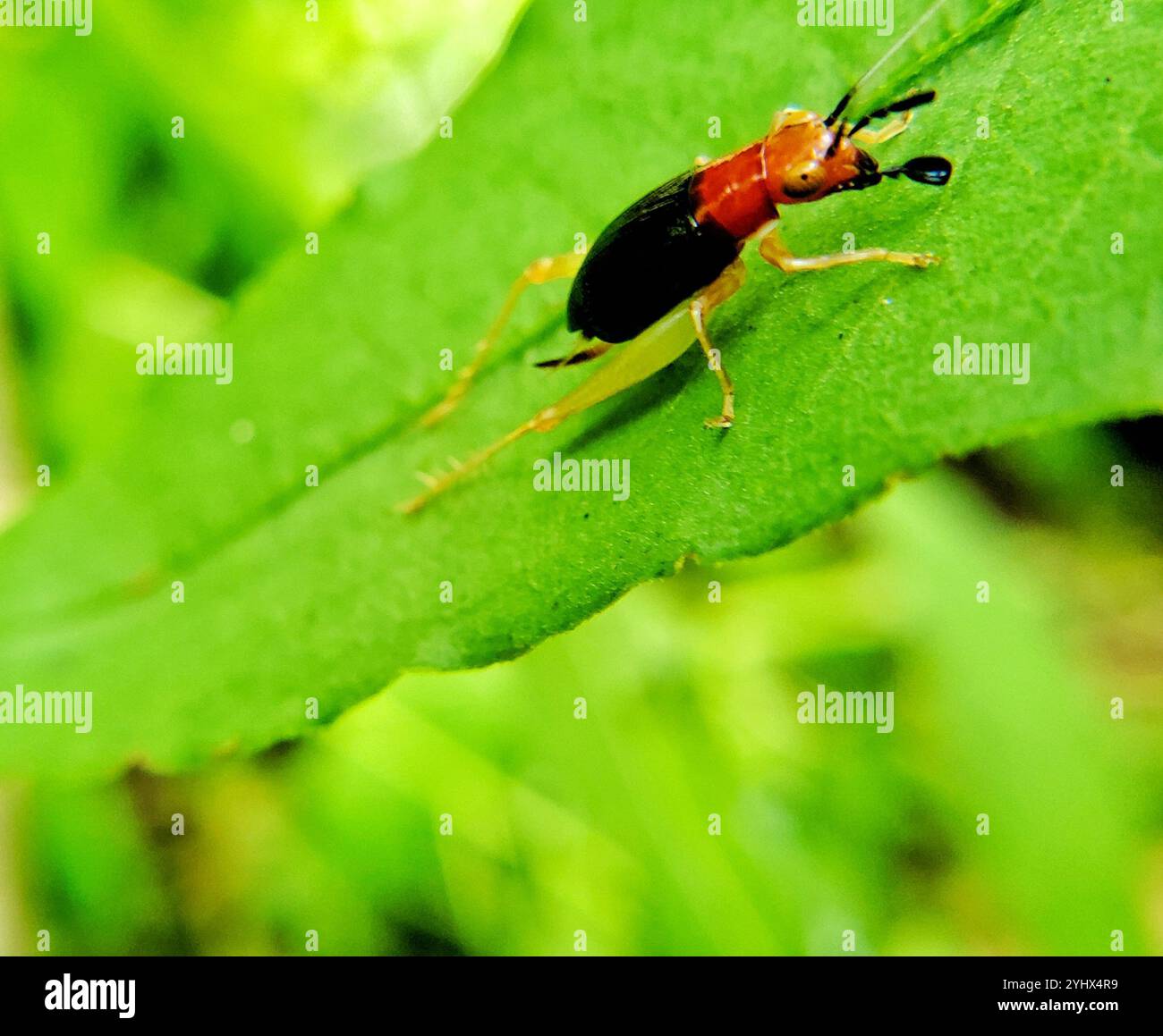 Red headed bush cricket hi-res stock photography and images - Alamy