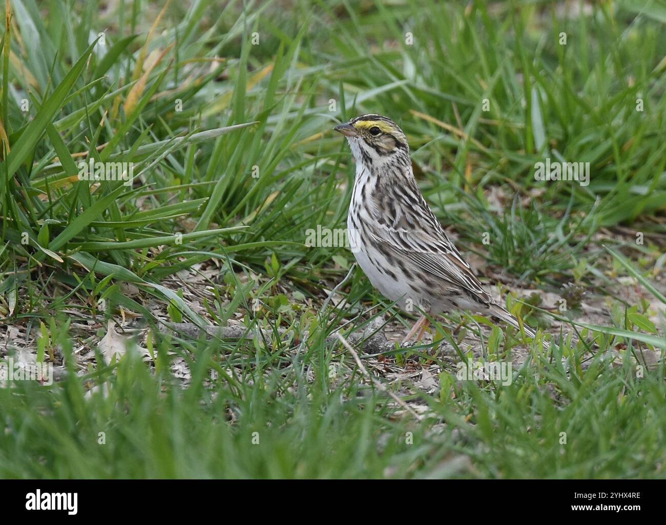 Savannah Sparrow (Passerculus sandwichensis Stock Photo - Alamy