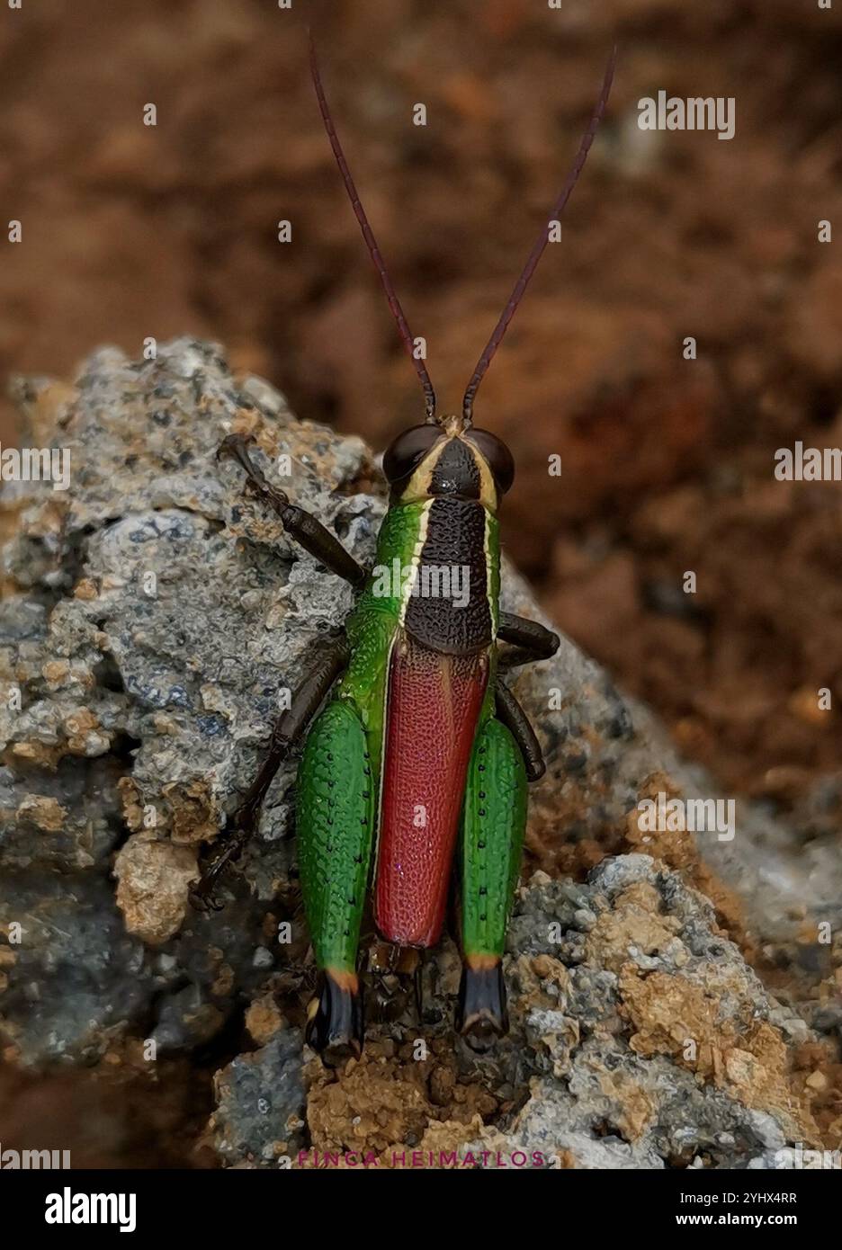 Sigillata hi-res stock photography and images - Alamy